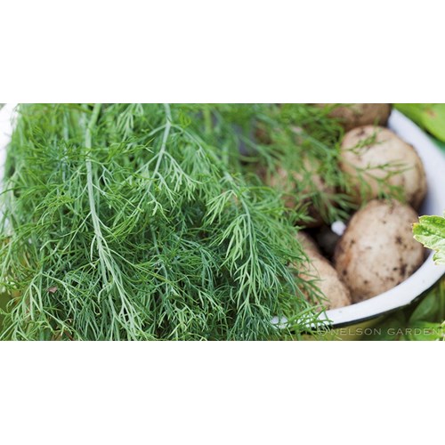 Dill, Blad-, Gold Crown, Organic - Simbadusa