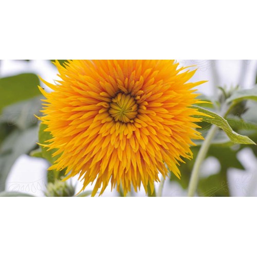 Solros, Double Sunking - Simbadusa