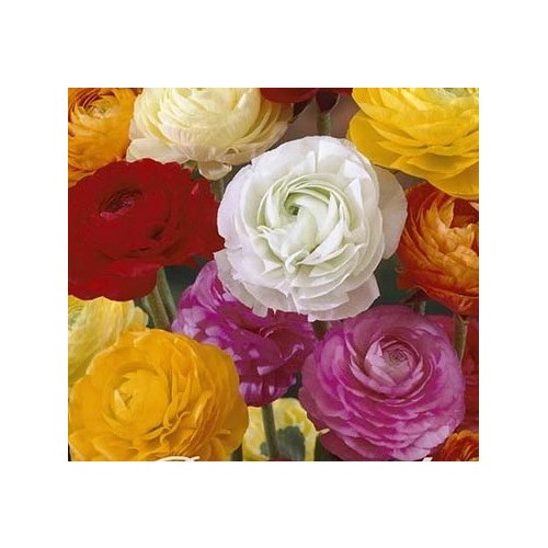 Ranunkel, Blandade färger - Simbadusa