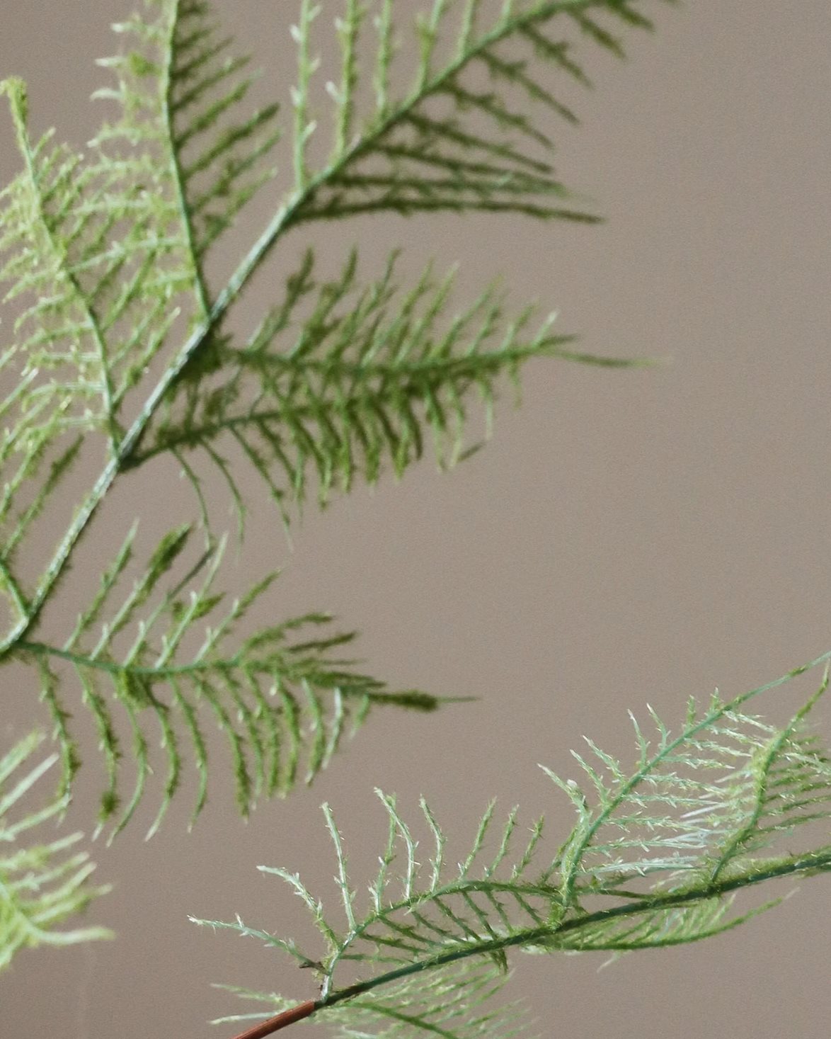 Botané Fern Leaves Green - Vallgatan 12