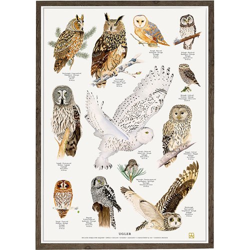 Poster Owls A4 - Naturbutiken