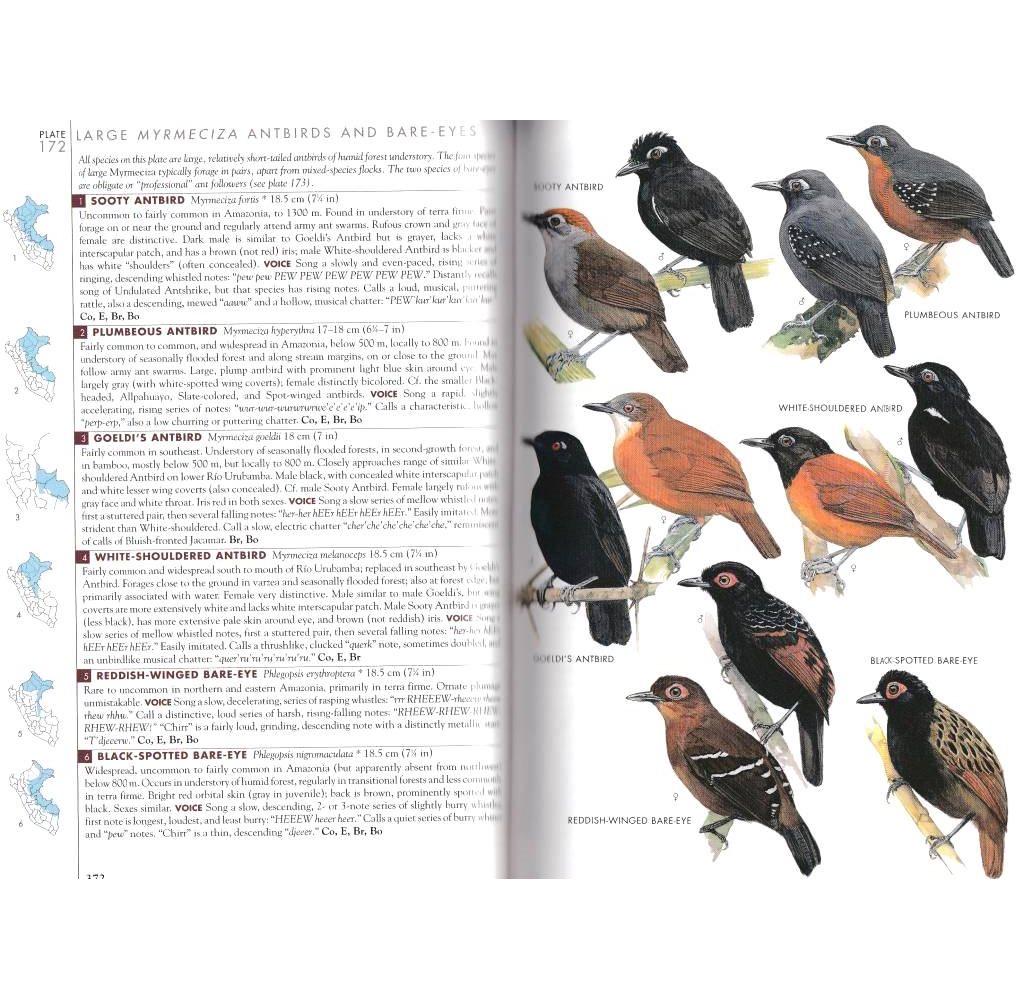 Birds of Peru - Naturbutiken