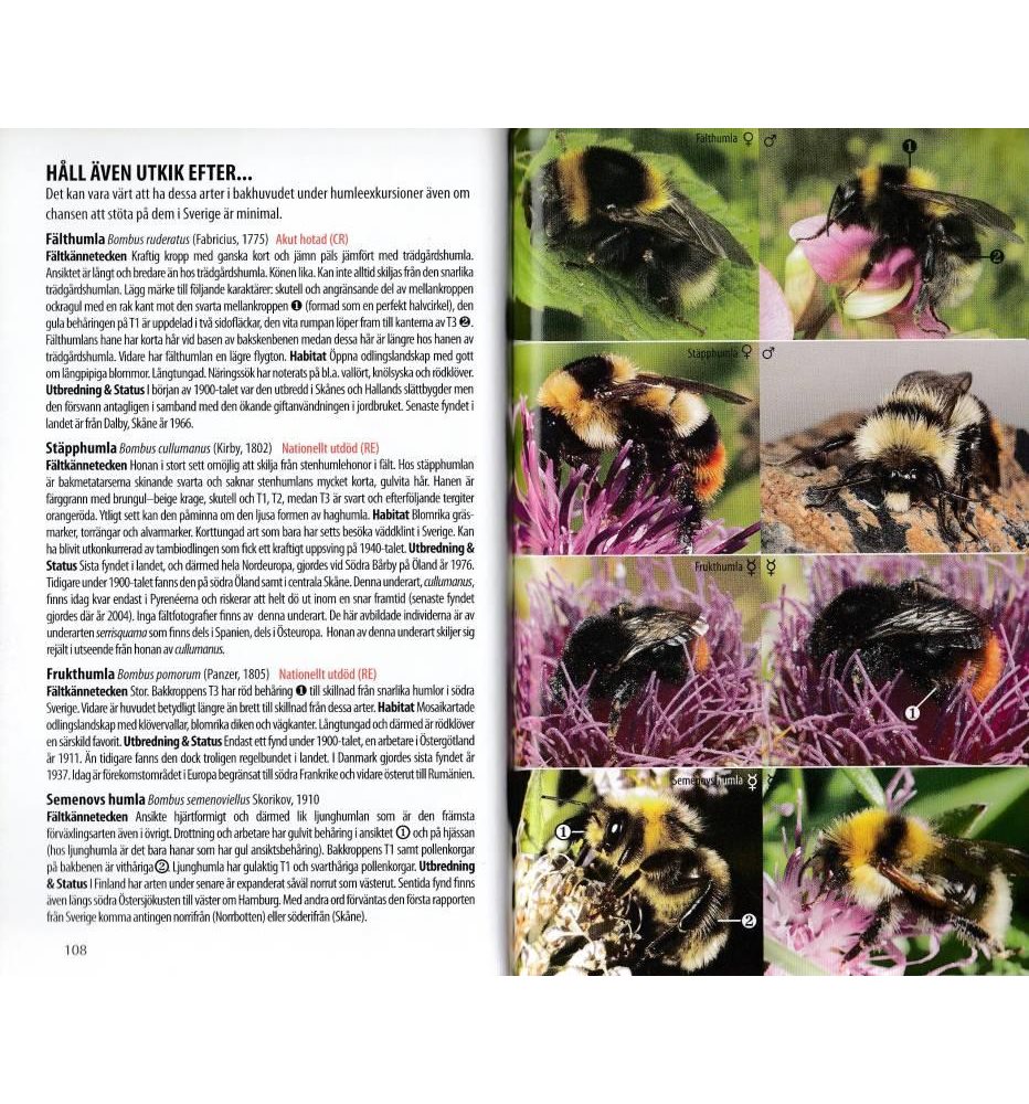 Sveriges humlor - Naturbutiken