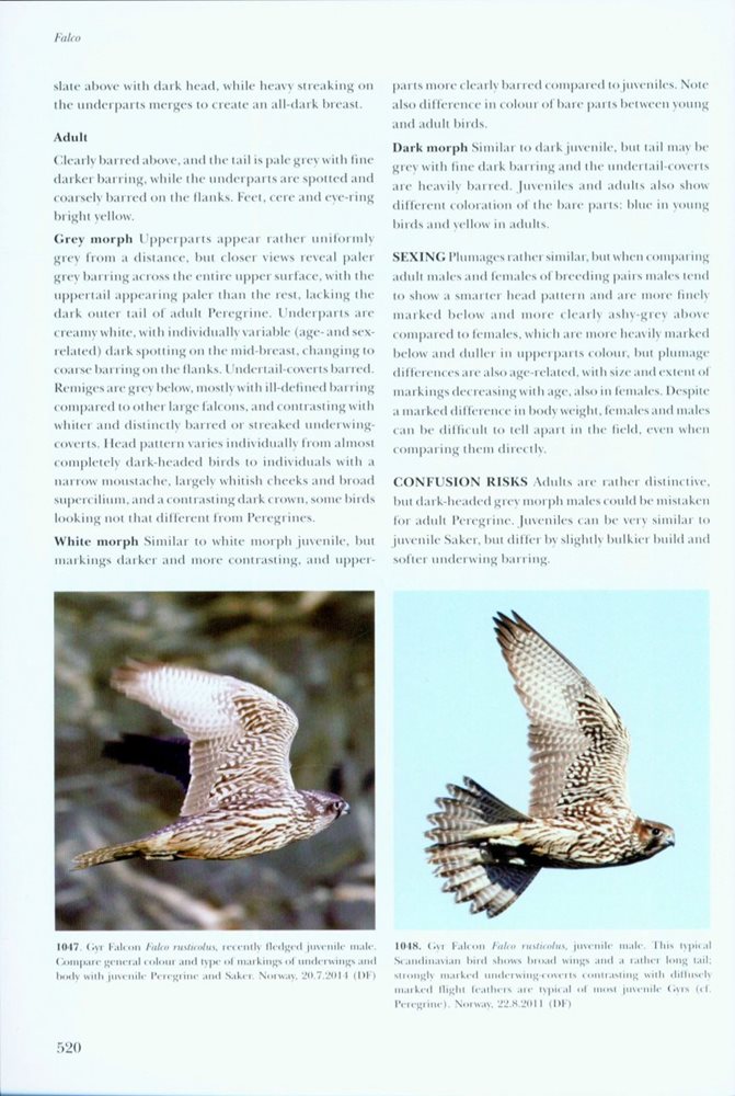 Flight identification of Raptors - Naturbutiken