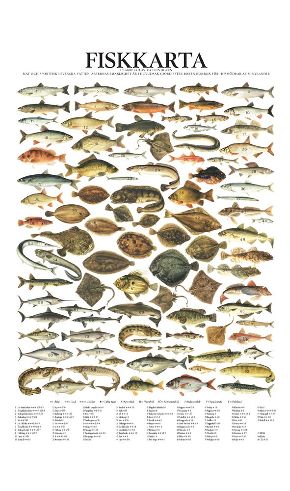 Poster Fish - Naturbutiken