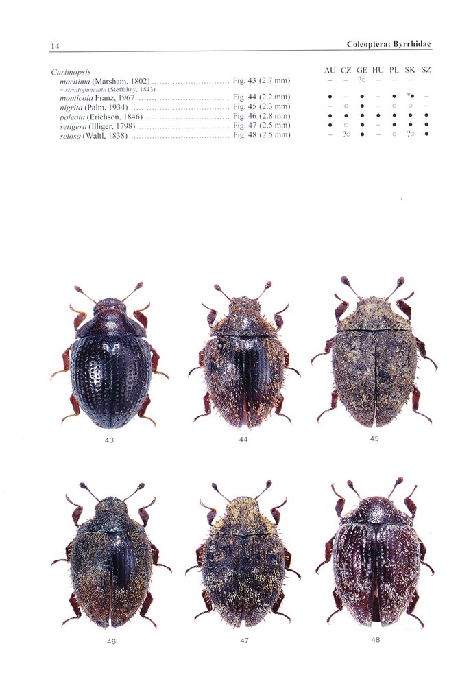 Byrrhidae (Pill Beetles) FHB 16 (Boukal) - Naturbutiken