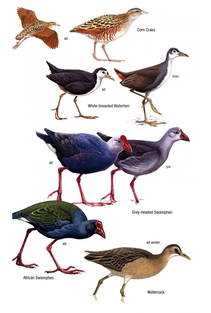 Birds of Oman - Naturbutiken
