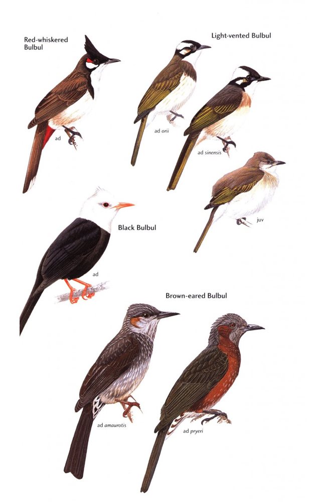 Birds of Japan - Naturbutiken