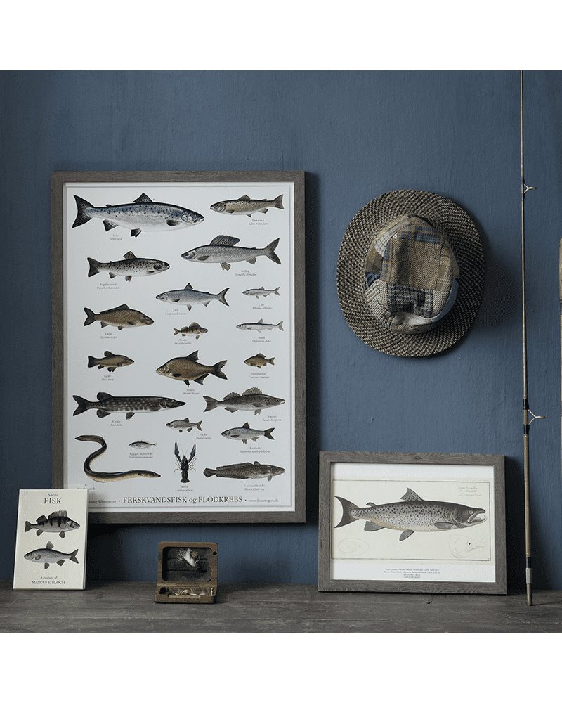 Poster freshwater fish - Naturbutiken