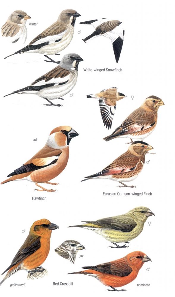 Birds of Cyprus - Naturbutiken
