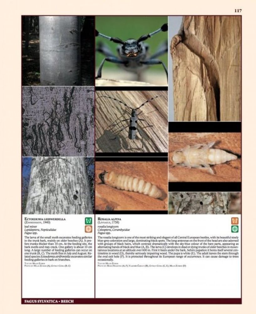 Insects and diseases damaging trees and shrubs of Europe - Naturbutiken