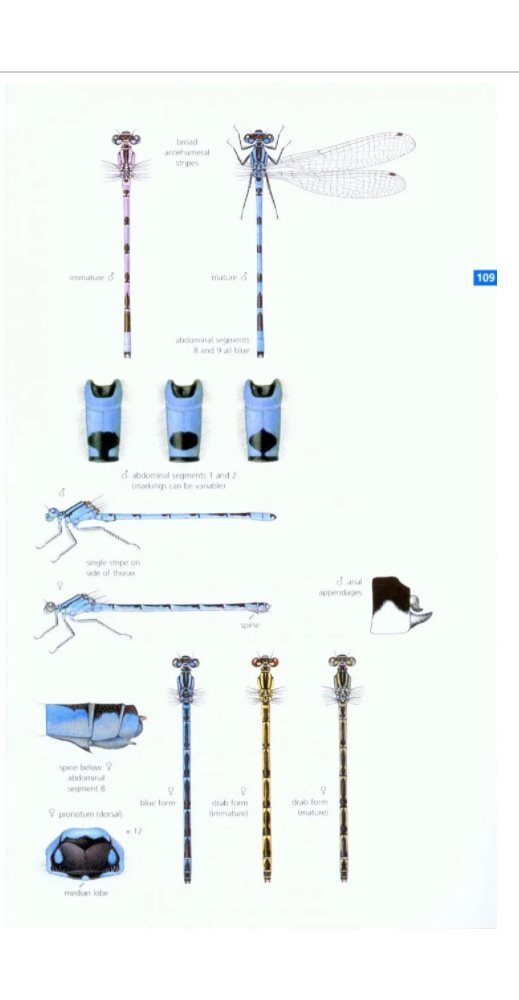 Field Guide to the Dragonflies & Damselflies of Great Britain and ...