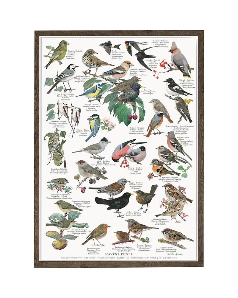 PRINT A4 - GARDEN BIRDS - Naturbutiken