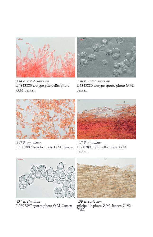 Entoloma s.1. volym 5B - Naturbutiken