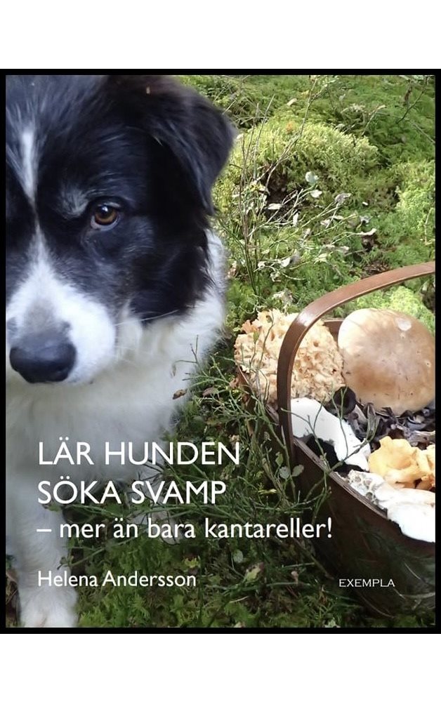 Lär hunden söka svamp - Naturbutiken