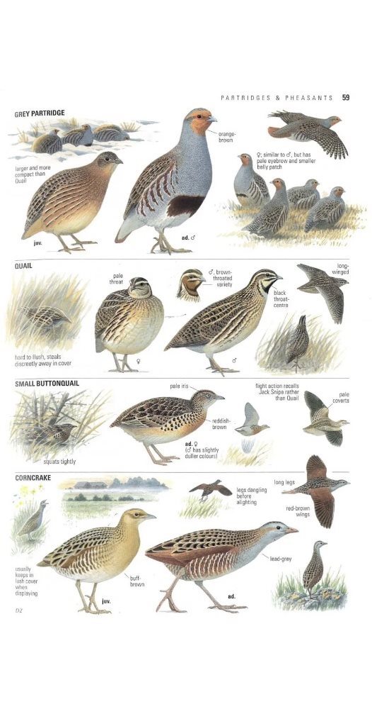 Collins Bird Guide - Naturbutiken
