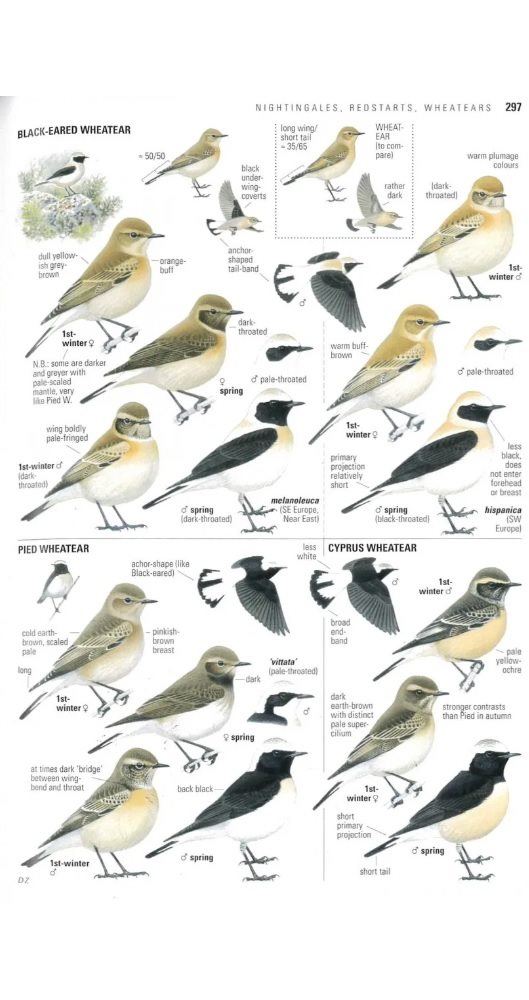 Collins Bird Guide - Naturbutiken