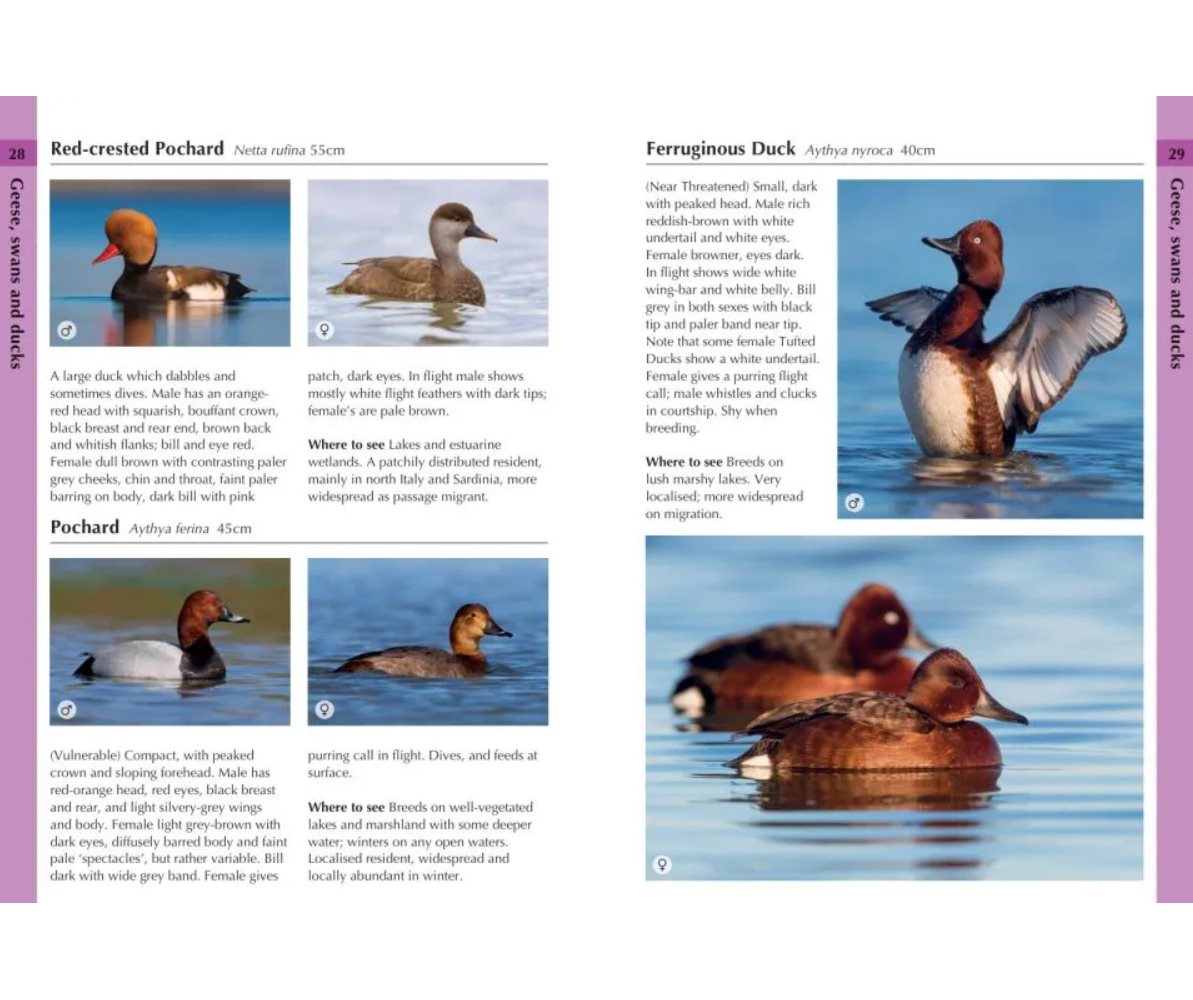 Birds of Italy - Naturbutiken