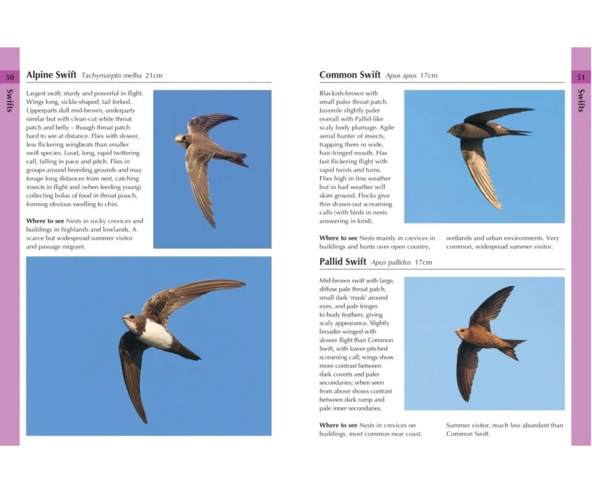 Birds of Italy - Naturbutiken