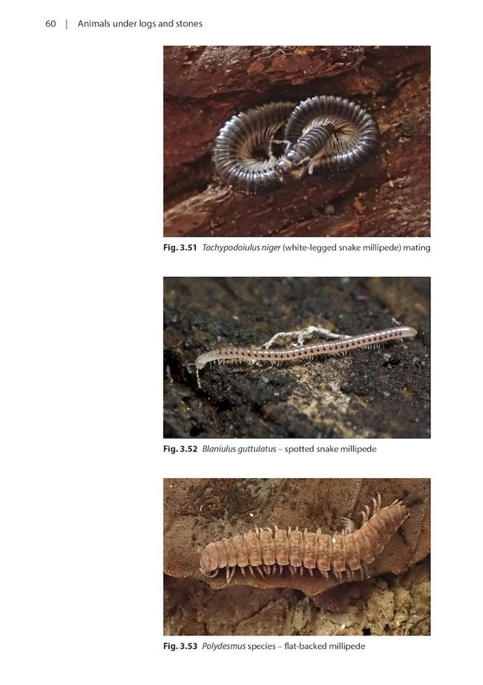 Animals Under Logs and Stones - Naturbutiken