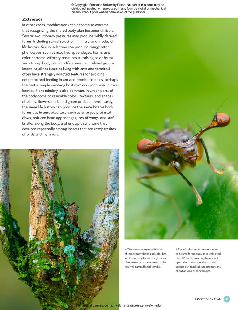 The Complete Insect - Naturbutiken