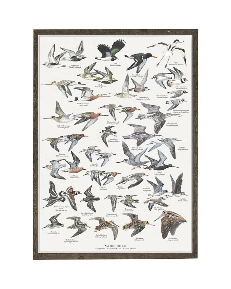 Plansch vadare - Naturbutiken