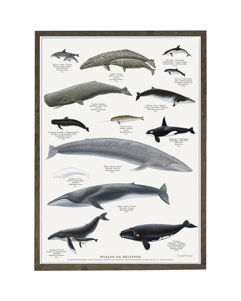 WHALES POSTER - Naturbutiken