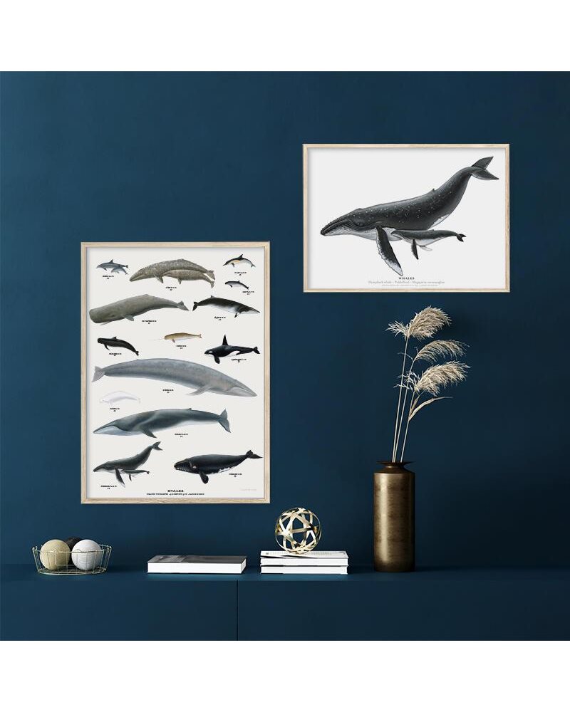 WHALES POSTER - Naturbutiken