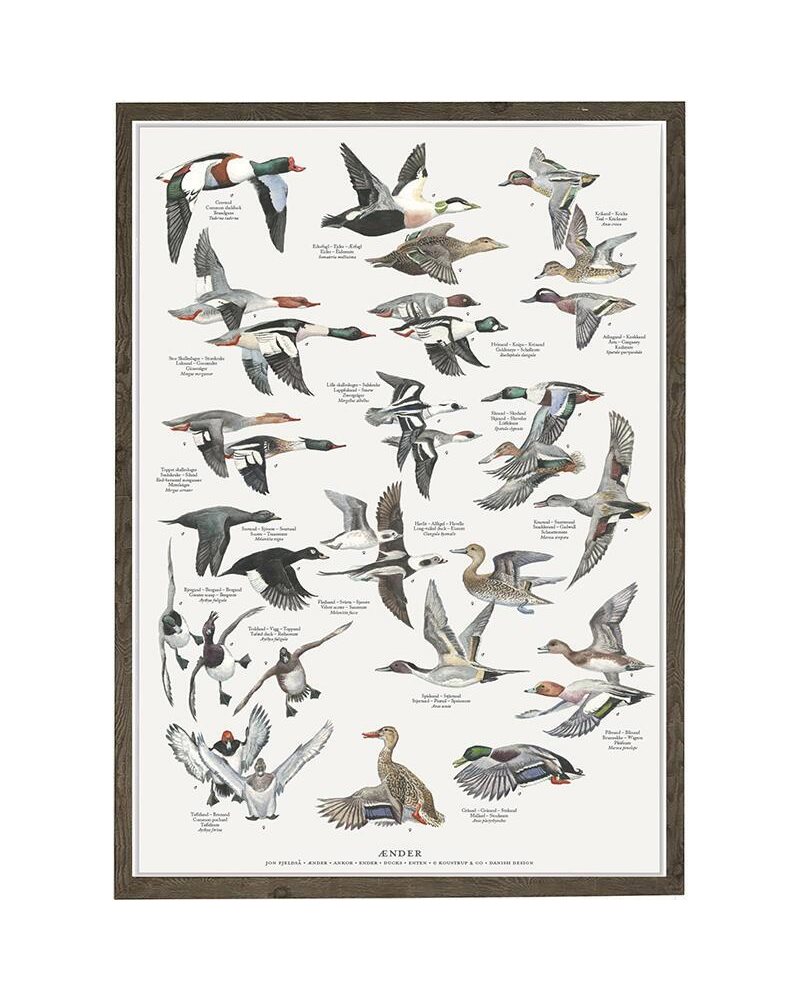 Poster ducks - Naturbutiken