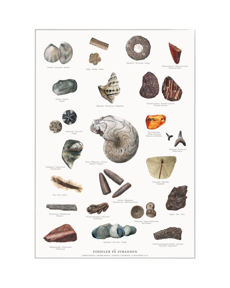 Poster fossiler A4 - Naturbutiken