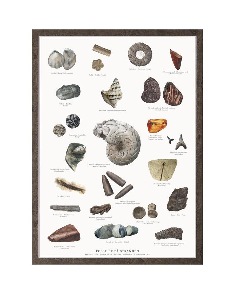 Poster Fossils A4 - Naturbutiken