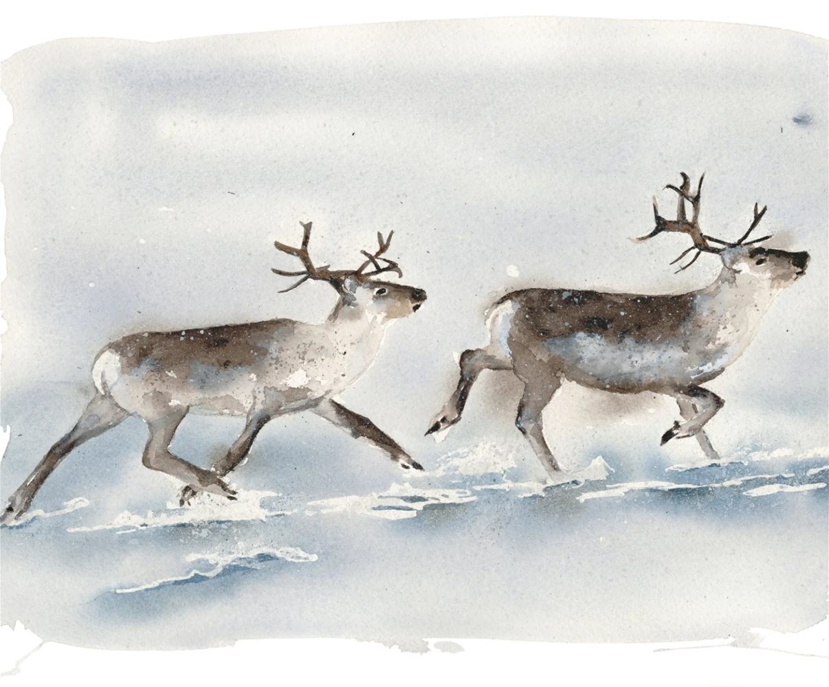 Servett renar - Naturbutiken