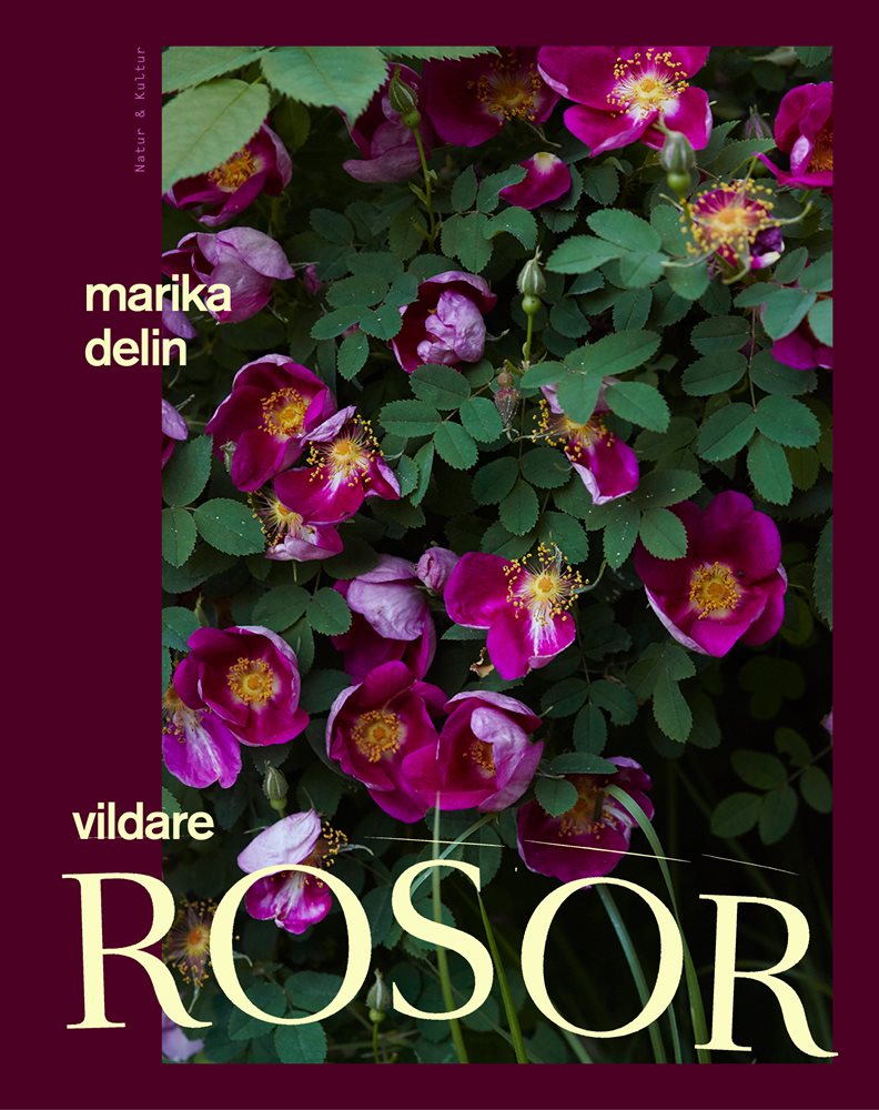 Vildare rosor - Naturbutiken