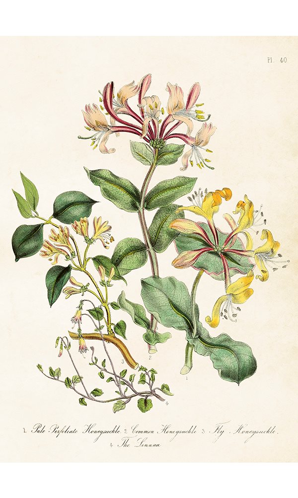 Plansch kaprifol - Naturbutiken