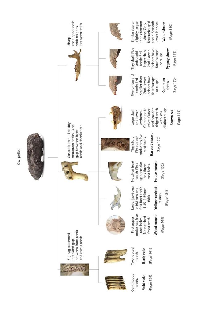 Bird Pellets A Complete Photographic Guide - Naturbutiken