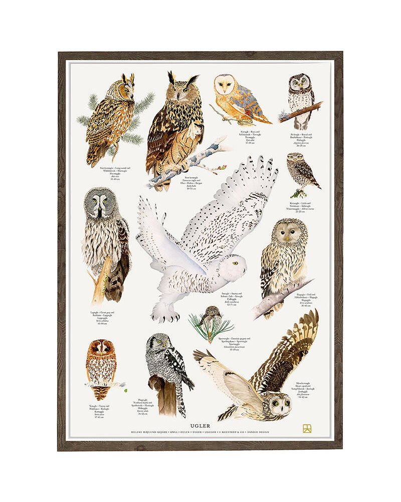 Poster Owls - Naturbutiken