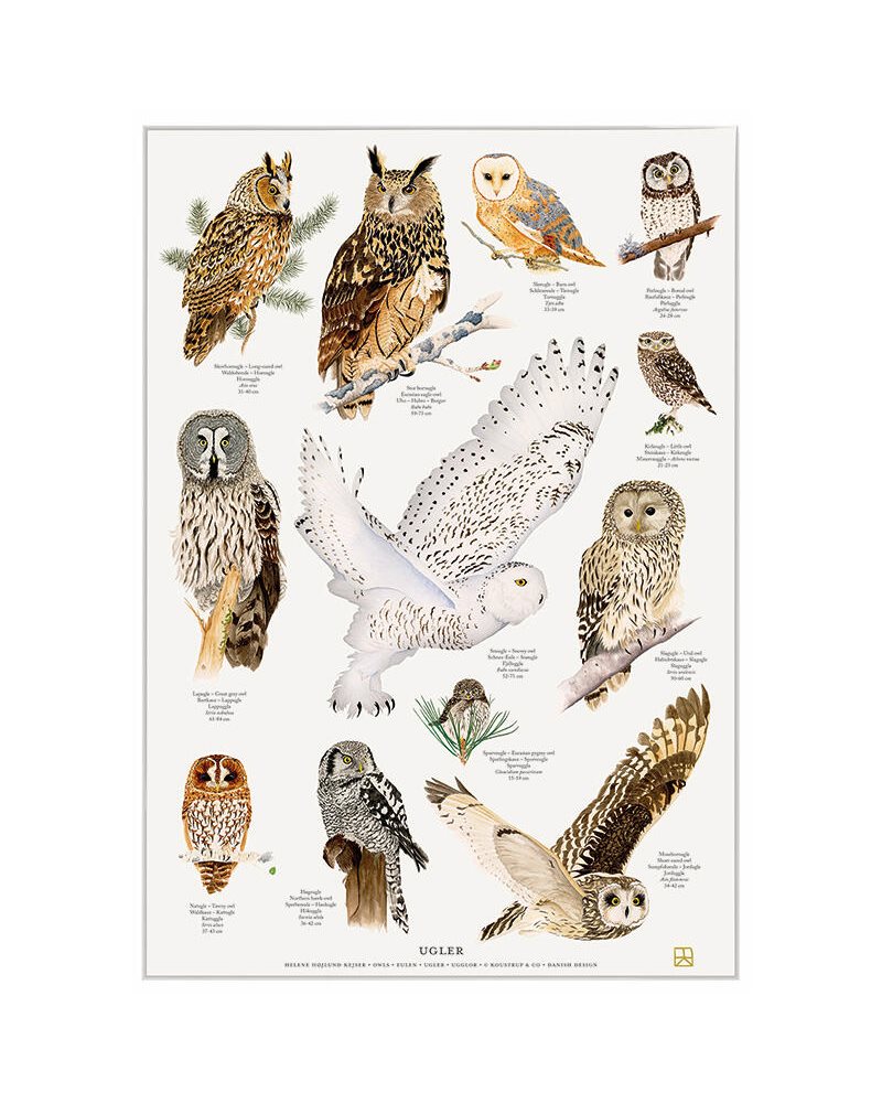 Poster ugglor A4 - Naturbutiken