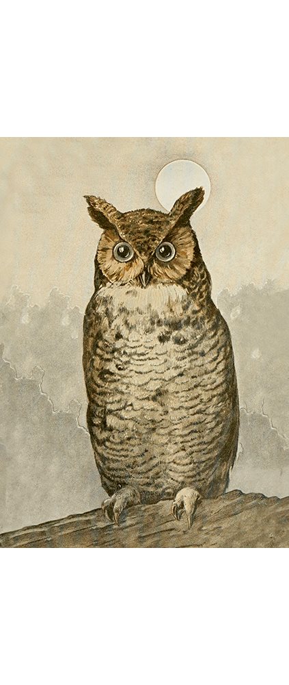 Kort uggla - Naturbutiken