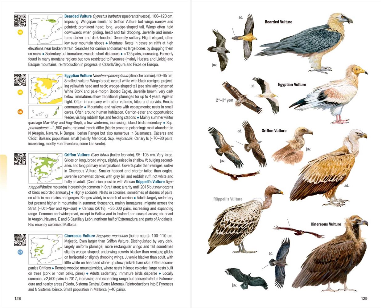 Birds of Spain - Naturbutiken