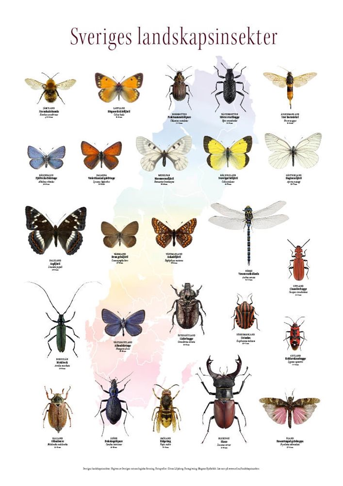 Plansch Sweden's landscape insects - Naturbutiken