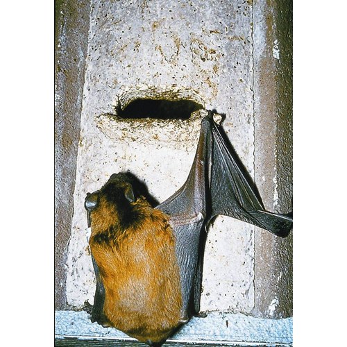 Bat Boxes 2F - Naturbutiken