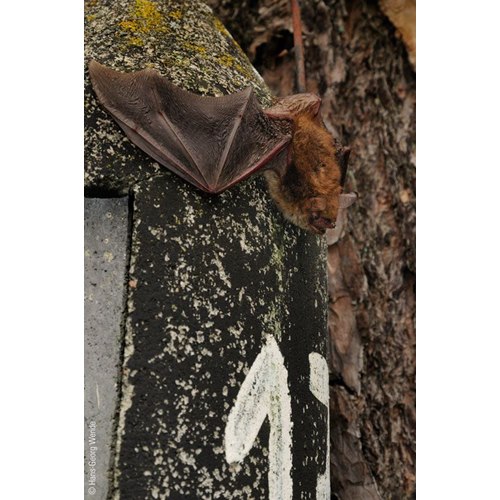 Bat Boxes 2F - Naturbutiken