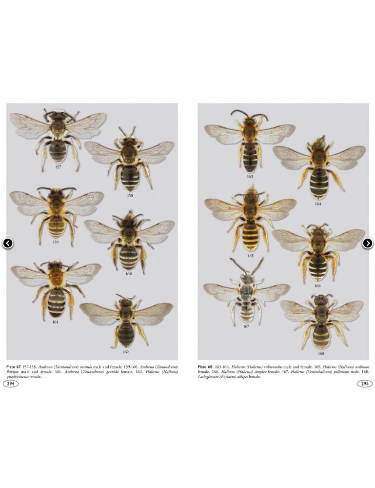 Bees of Europe - Hymenoptera of Europe - Naturbutiken