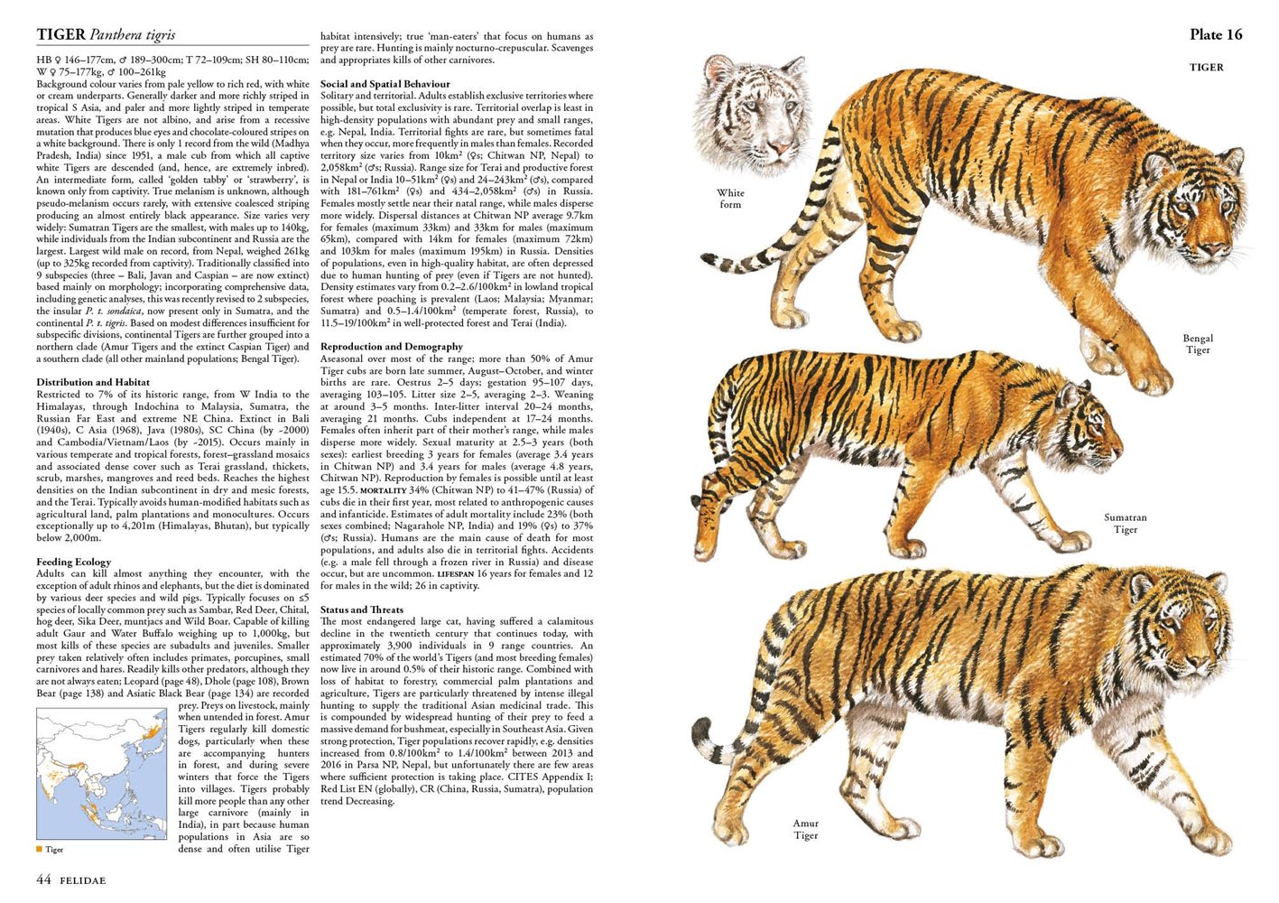 A Field Guide to Carnivores of the World - Naturbutiken