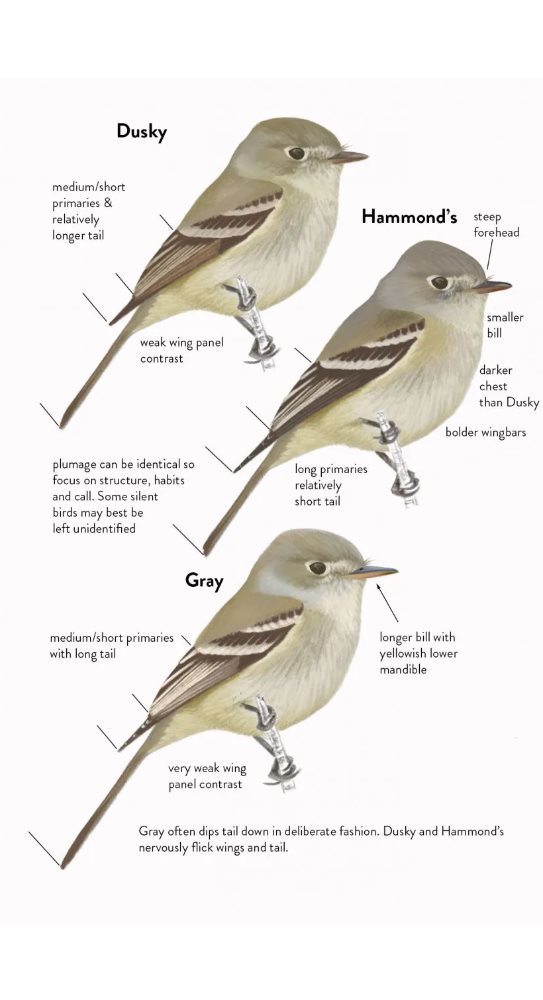 Field Guide to North American Flycatchers - Naturbutiken