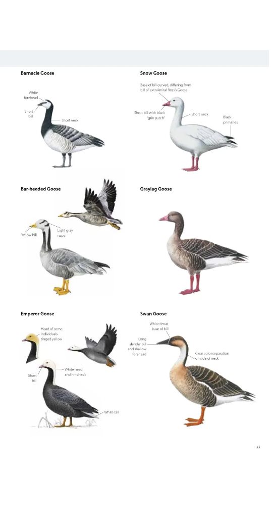 Birds of China - Naturbutiken