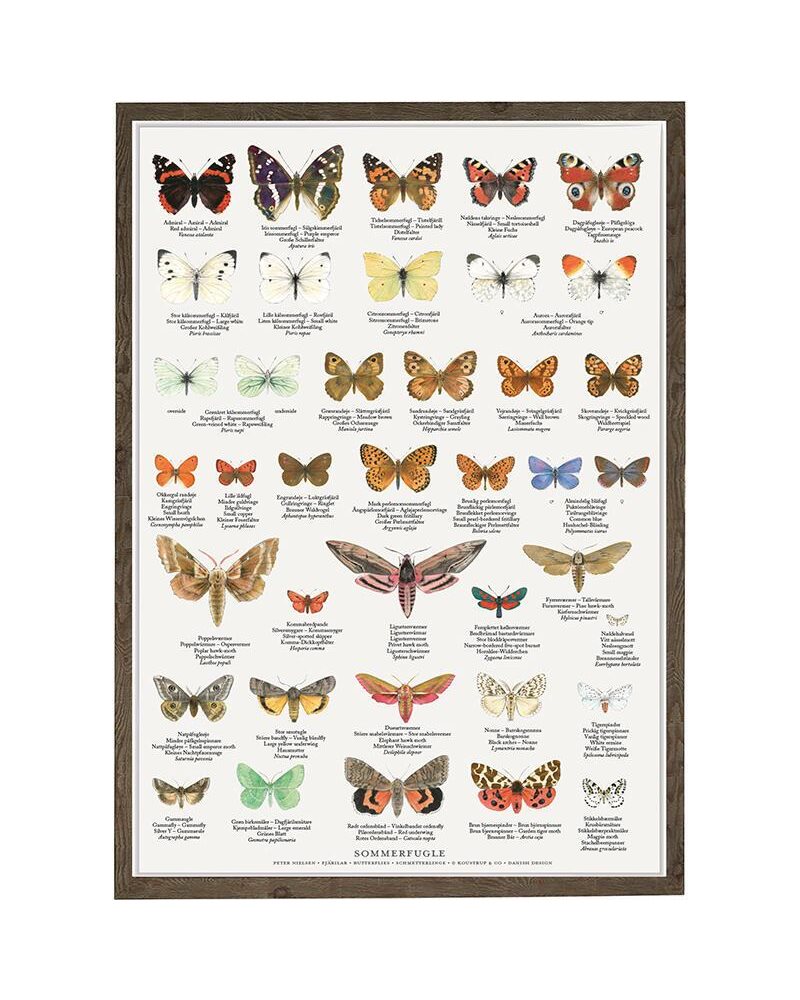 BUTTERFLIES POSTER - Naturbutiken