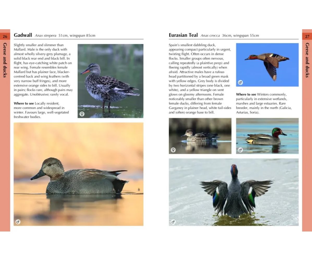 Birds of Spain - Naturbutiken