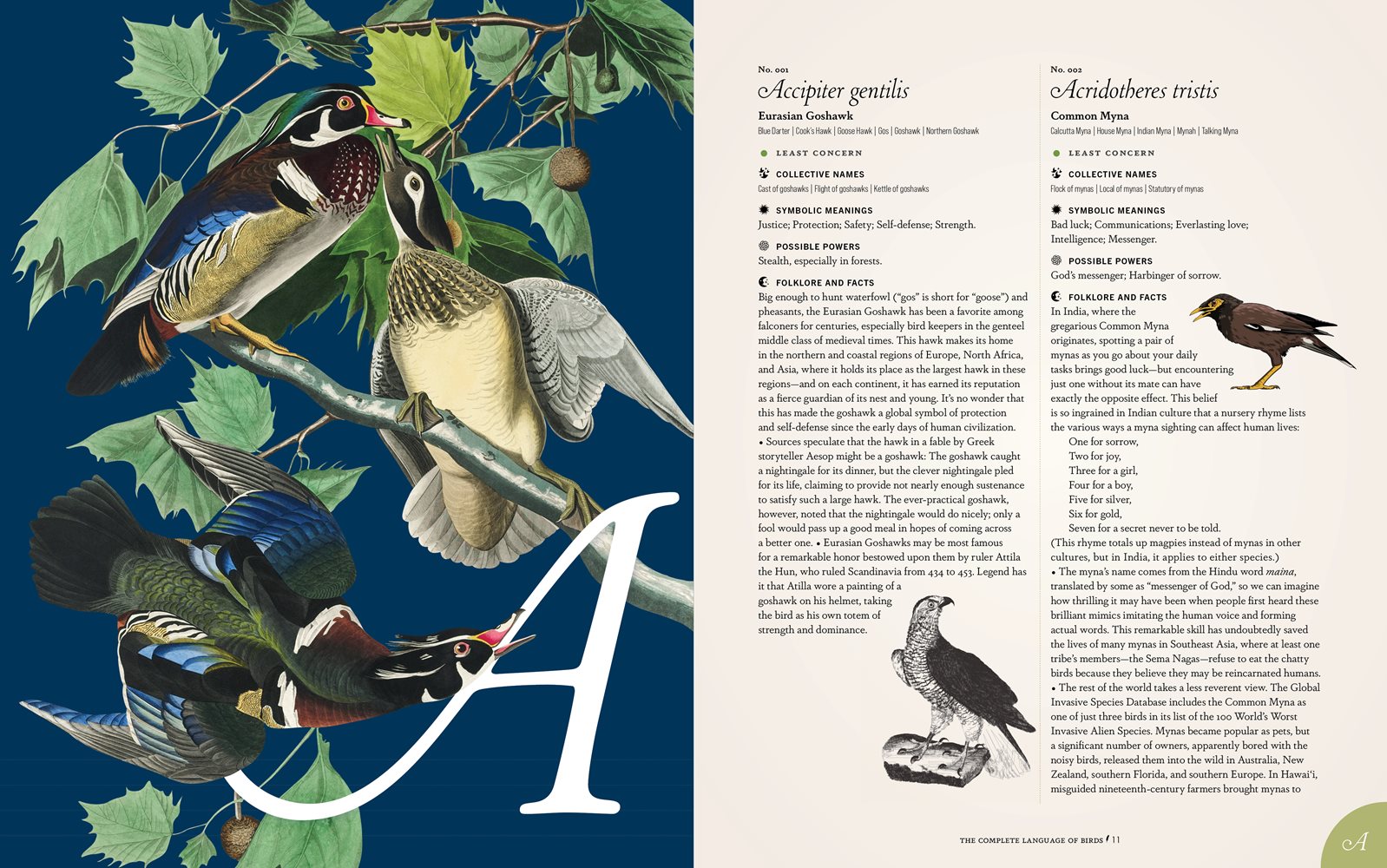 Complete Language of Birds - Naturbutiken