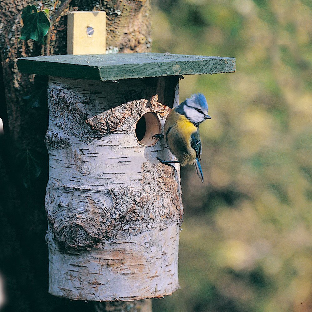Birch Log Nest Box 32mm - Naturbutiken